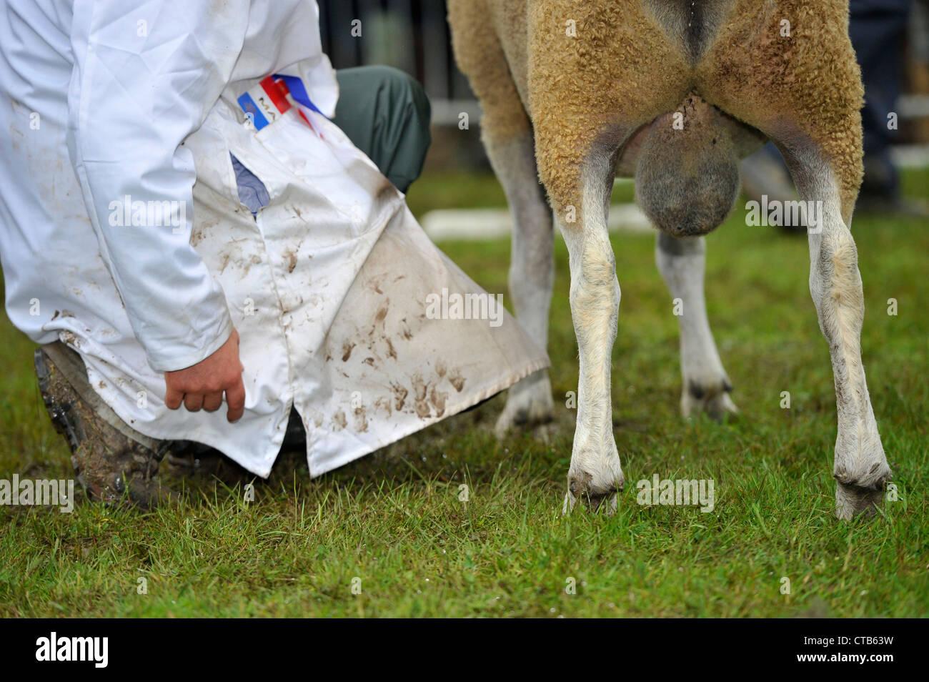 Animal testicles hi-res stock photography and images - Alamy