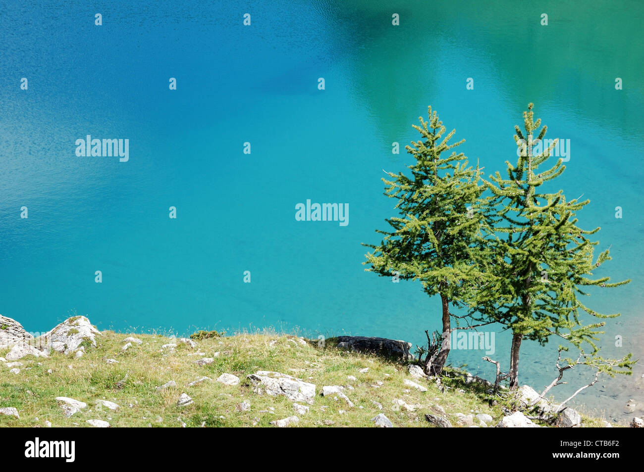 Two mountain pine trees over a deep blue water Stock Photo - Alamy