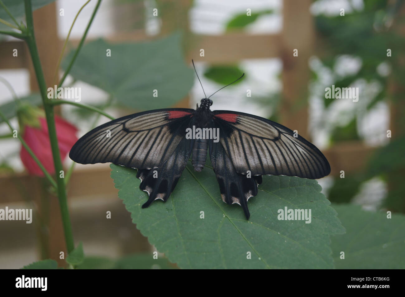 Giant butterfly hi-res stock photography and images - Alamy