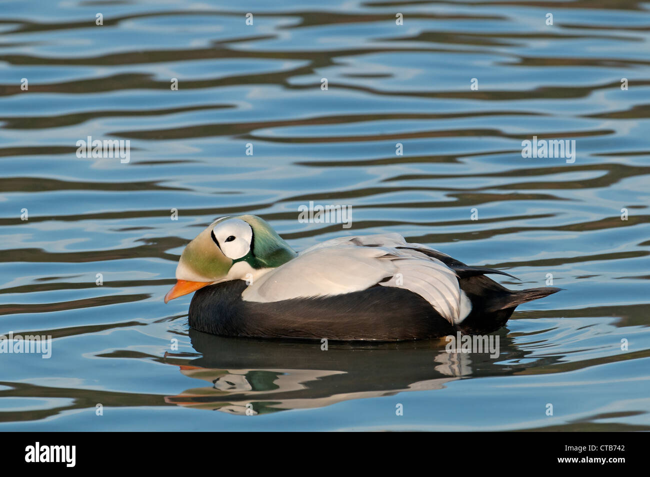 Eiderr hi-res stock photography and images - Alamy