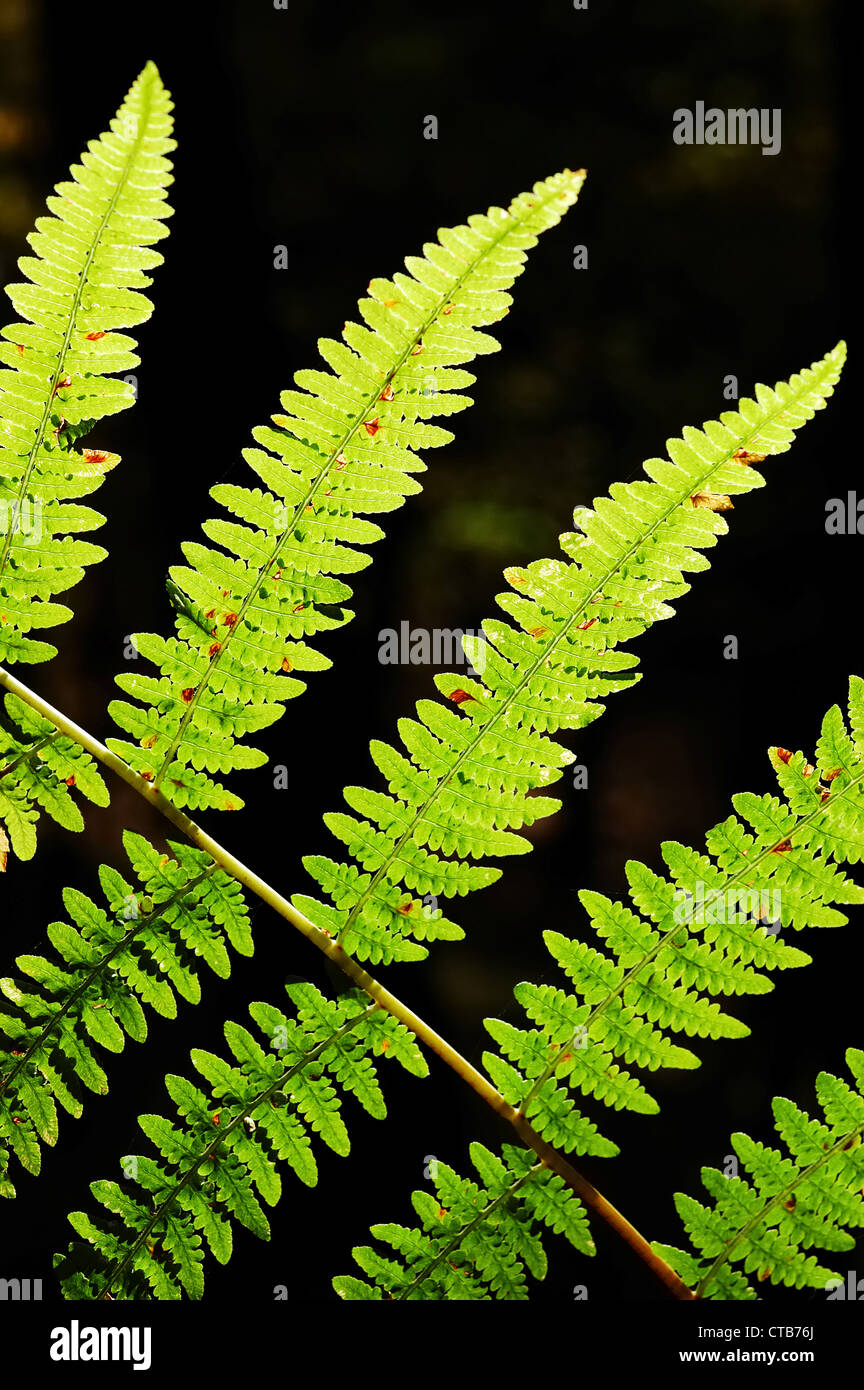 fern leaves isolated over black background Stock Photo - Alamy