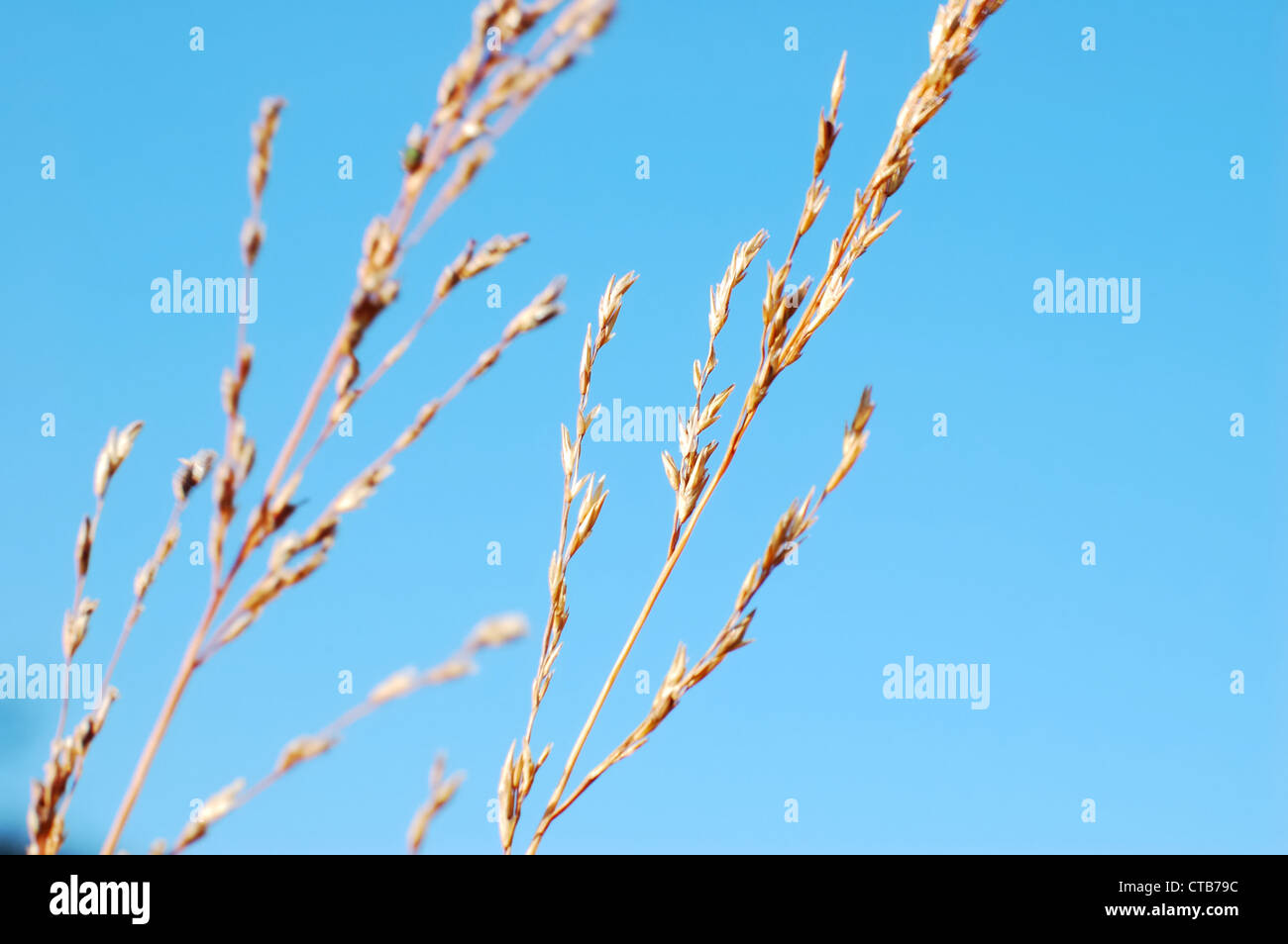 DRY GRASS DRIFTING OVER BLUE SKY Stock Photo - Alamy