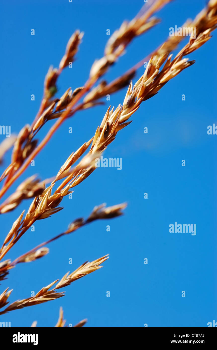 DRY GRASS DRIFTING OVER BLUE SKY Stock Photo - Alamy
