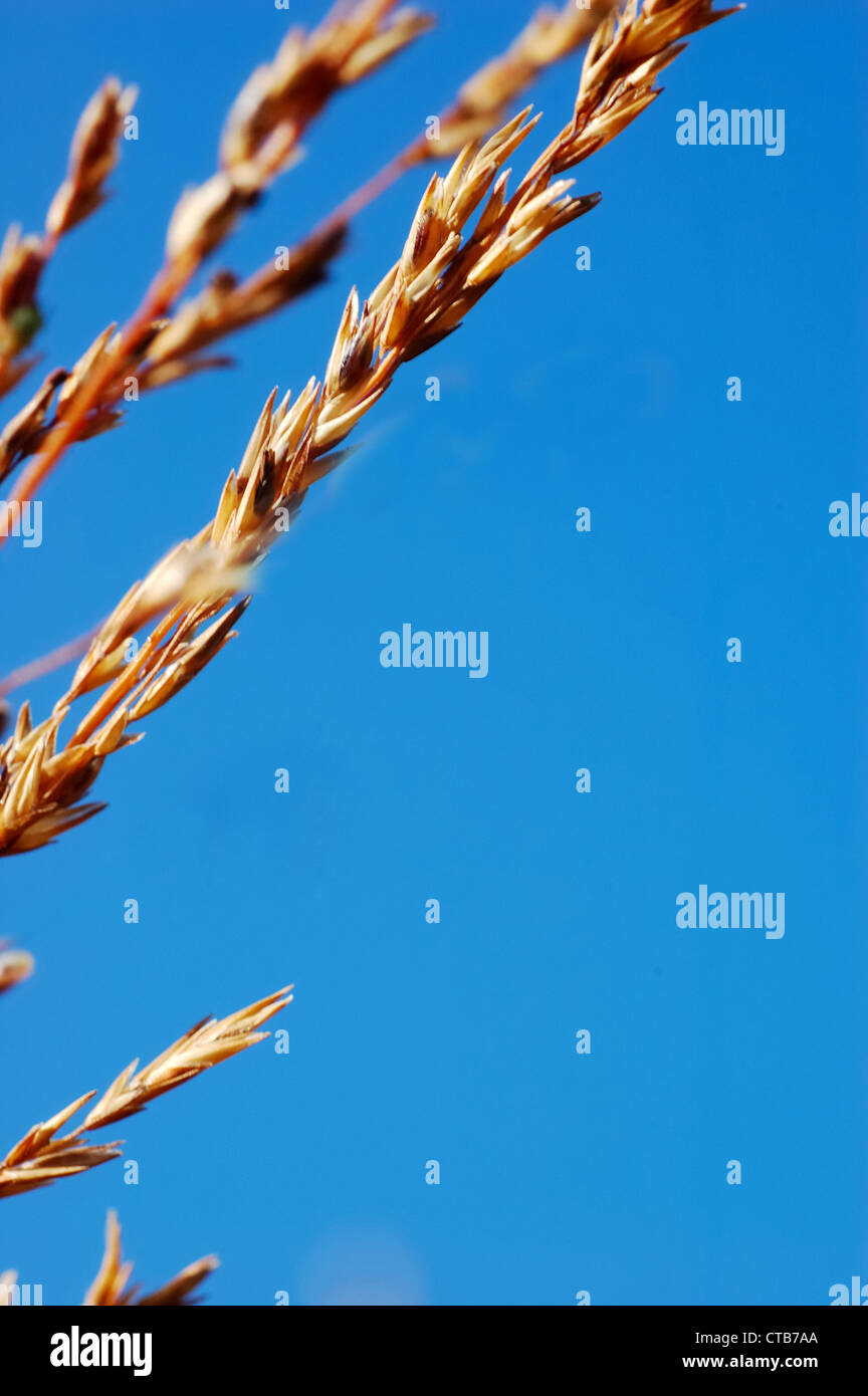 DRY GRASS DRIFTING OVER BLUE SKY Stock Photo - Alamy