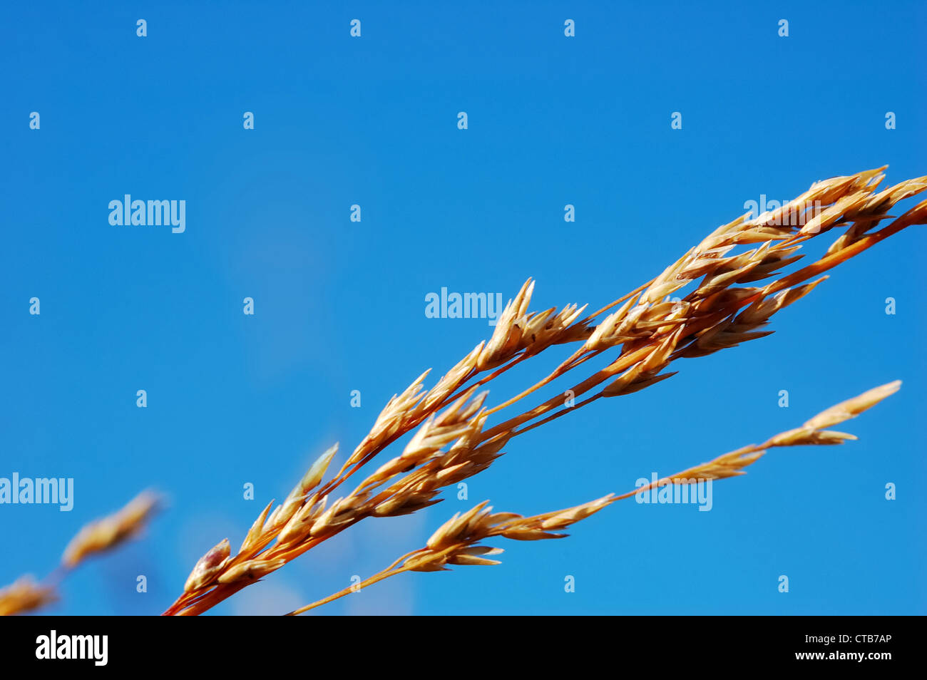 DRY GRASS DRIFTING OVER BLUE SKY Stock Photo - Alamy