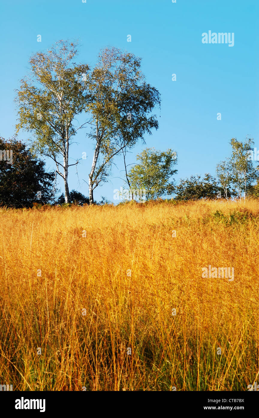 Country landscape during fall season Stock Photo - Alamy