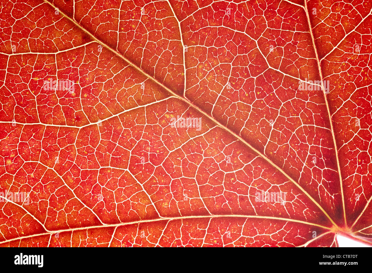 Detail of red maple leaf (acer rubrum Stock Photo - Alamy