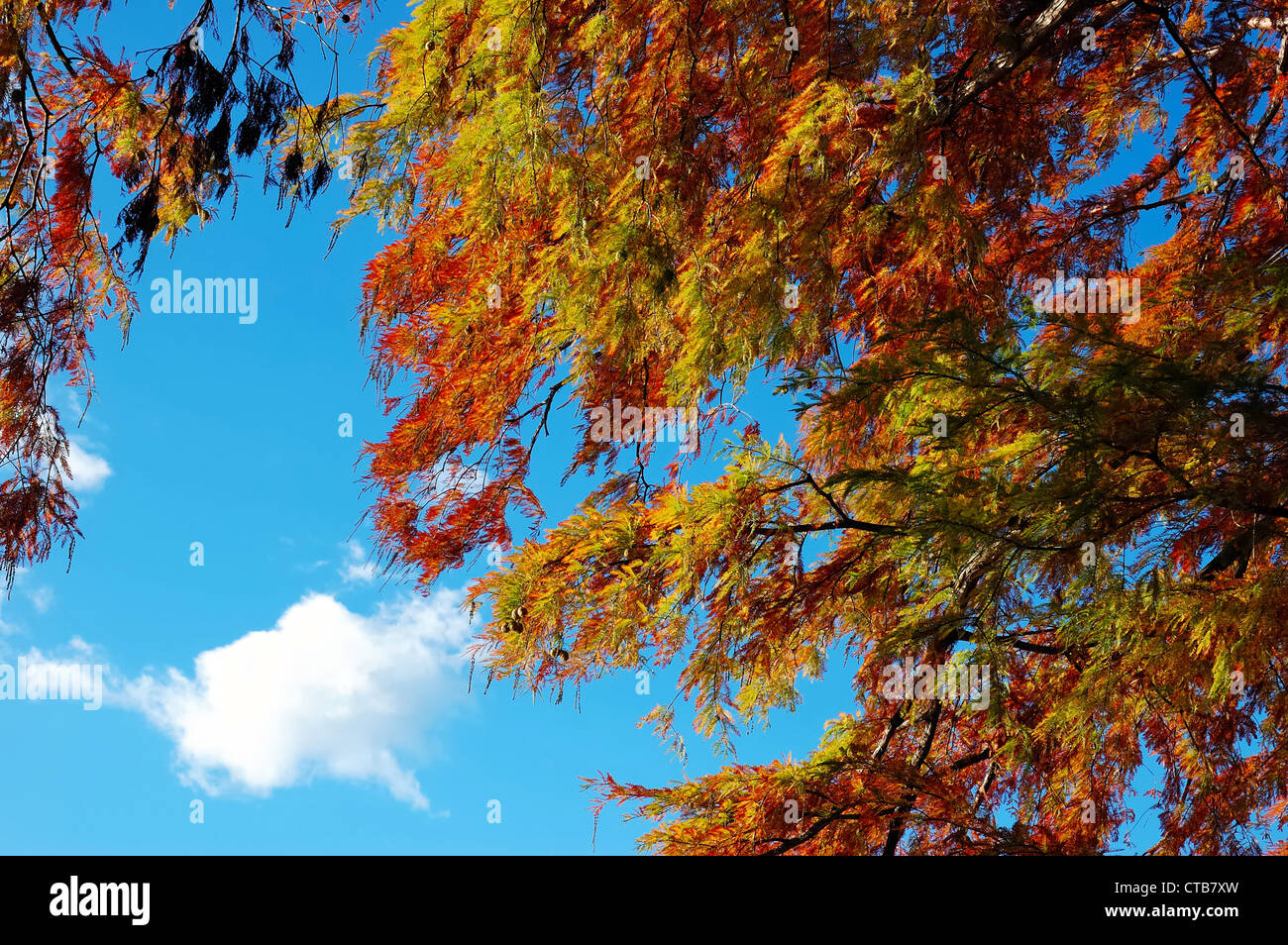 The beautiful fall color of a tree Stock Photo - Alamy