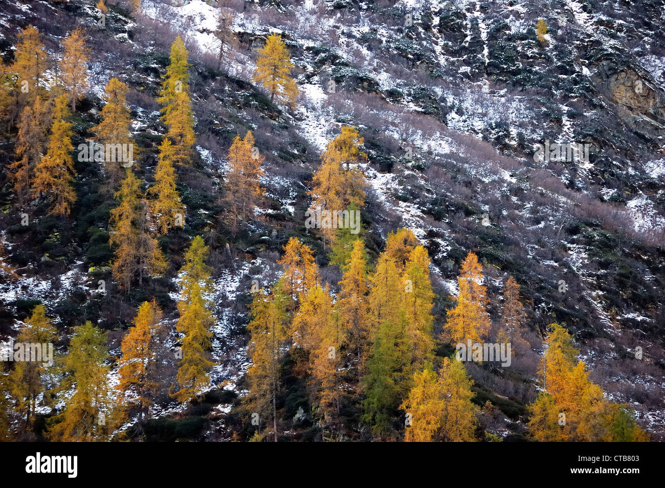 Changing colors in the Alps during early Fall; Italy Stock Photo - Alamy