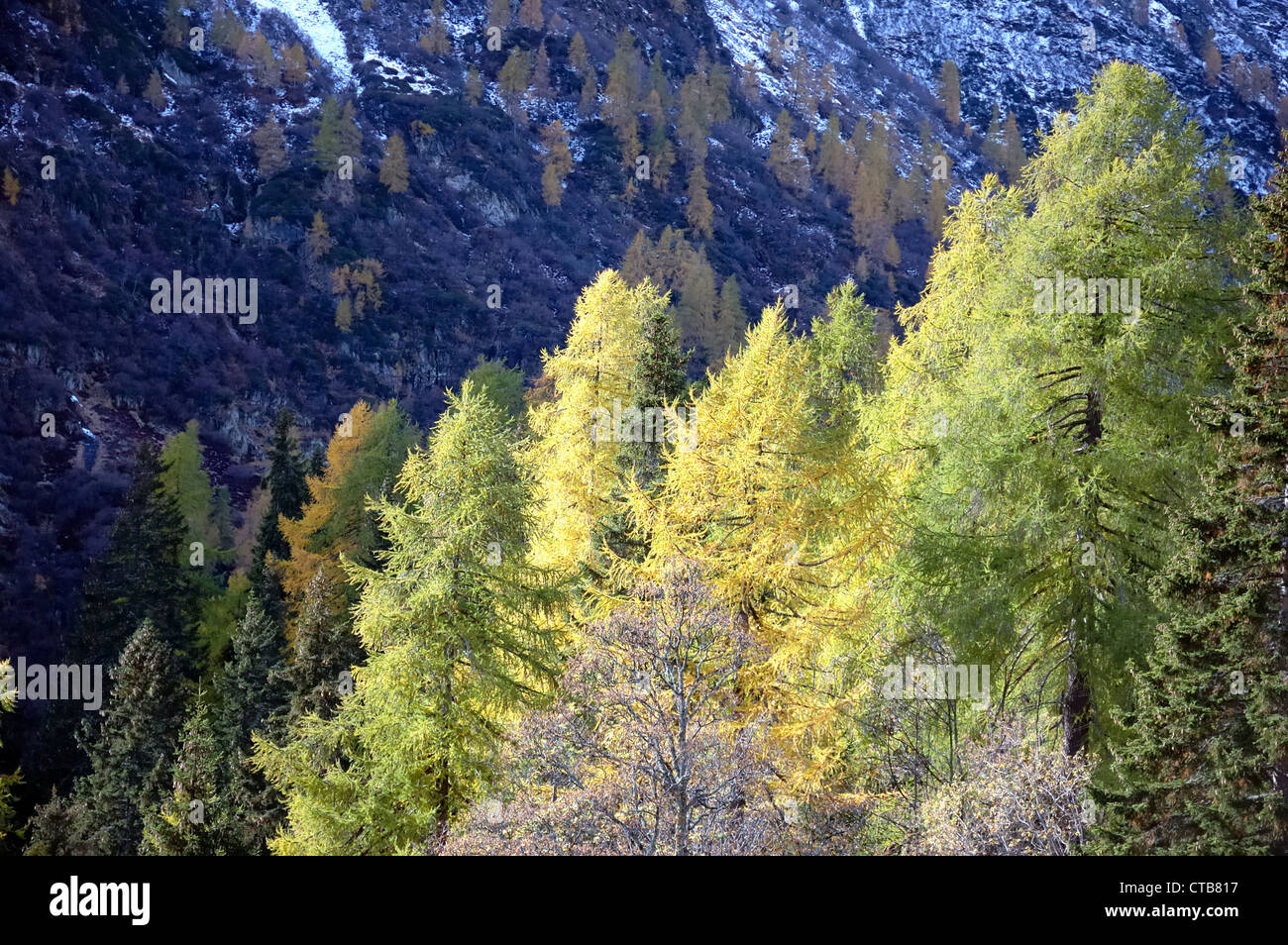 Changing colors in the Alps during early Fall; Italy Stock Photo - Alamy