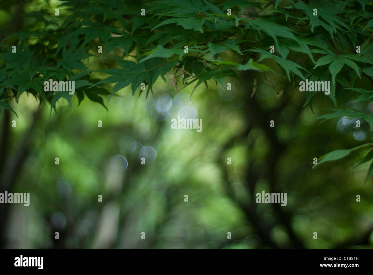 Frame by the canopy of a tree hi-res stock photography and images - Alamy