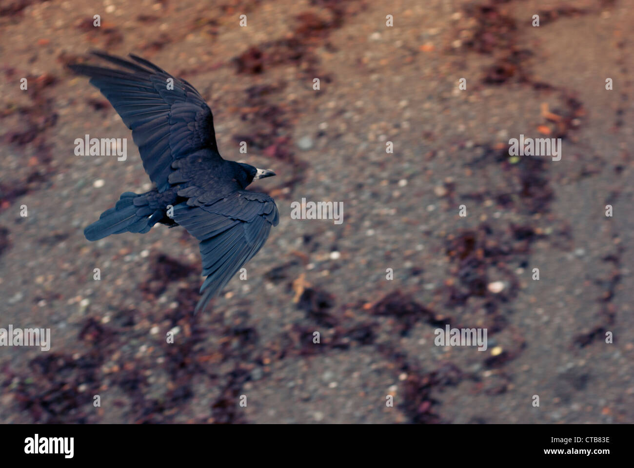 Looking down on a flying Raven with it's wings spread flat, swooping ...