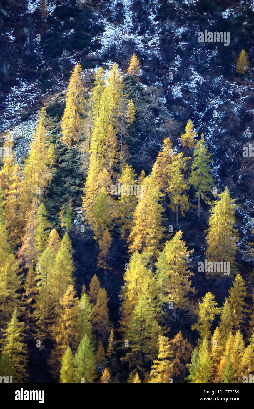 Changing colors in the Alps during early Fall; Italy Stock Photo - Alamy