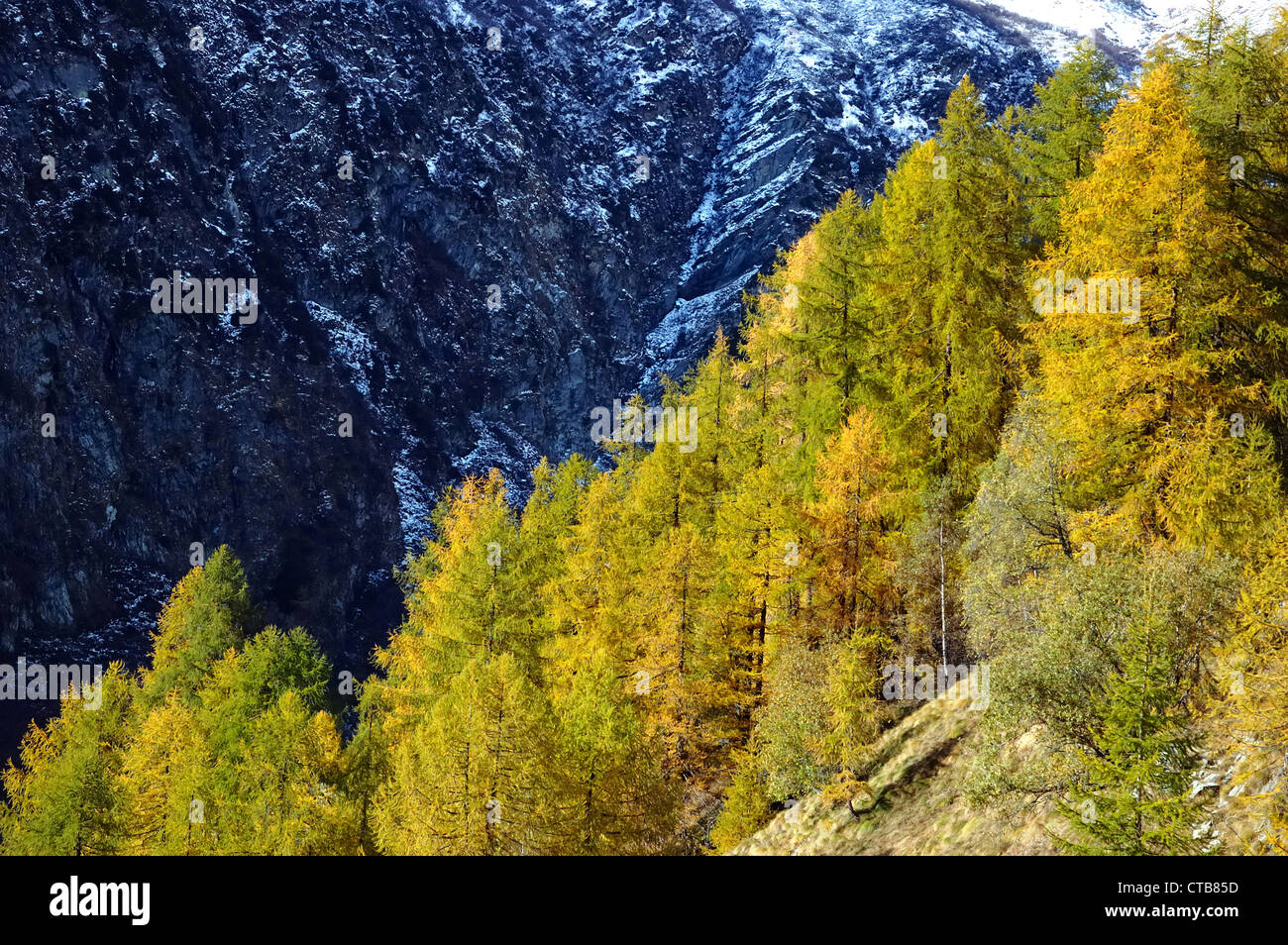 Changing colors in the Alps during early Fall; Italy Stock Photo - Alamy