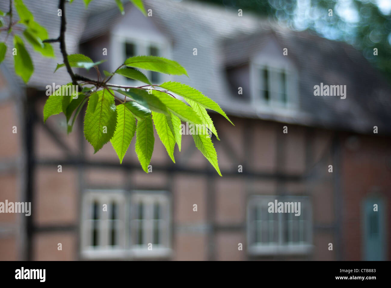 A tudor country house seen through a hanging branchlet of cherry leaves ...