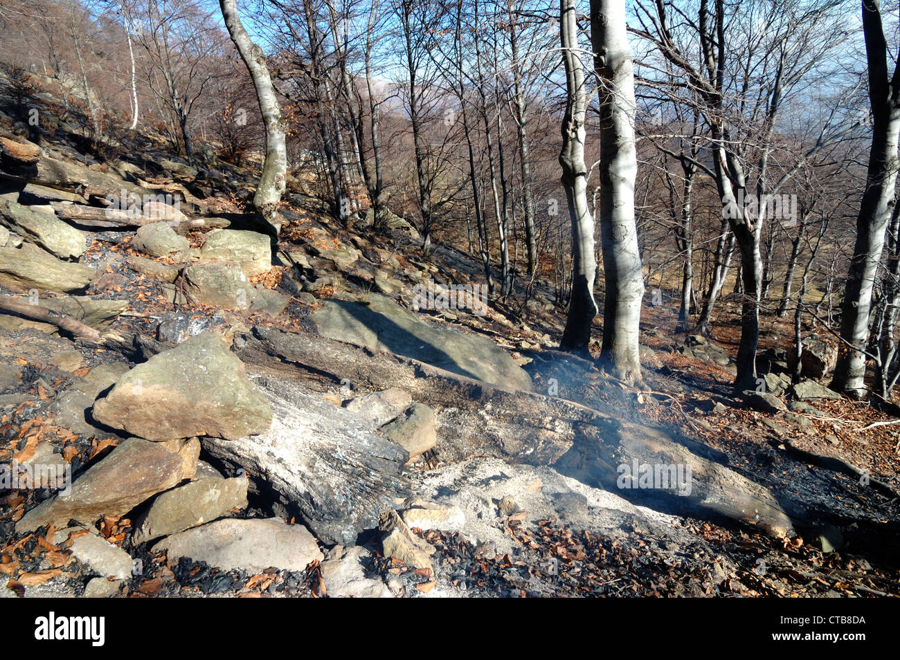Woods fire damage: burned beech tree Stock Photo - Alamy