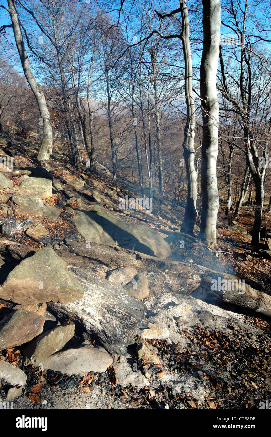 Burned beech tree hi-res stock photography and images - Alamy