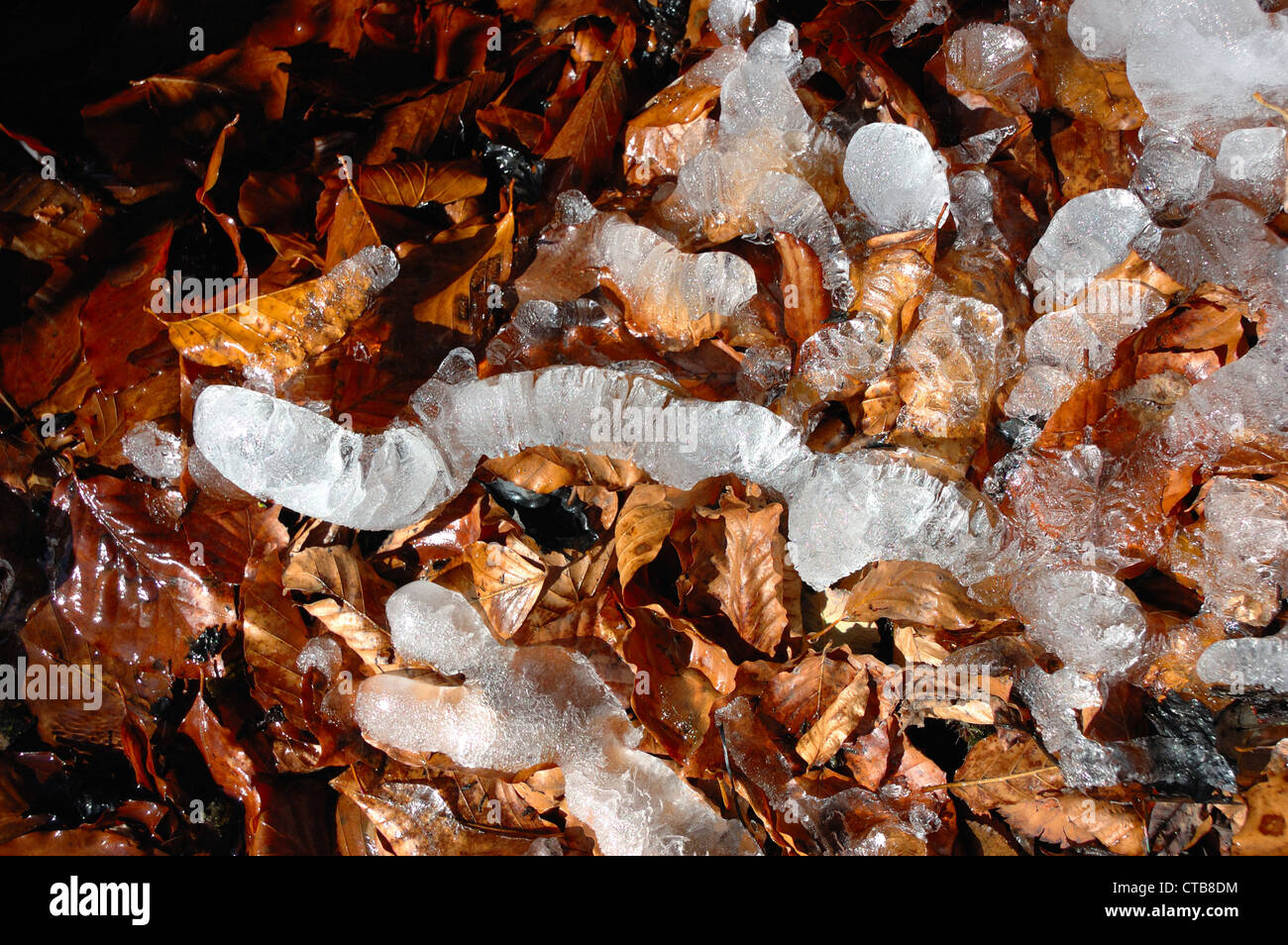 Ice melting on dead hi-res stock photography and images - Alamy