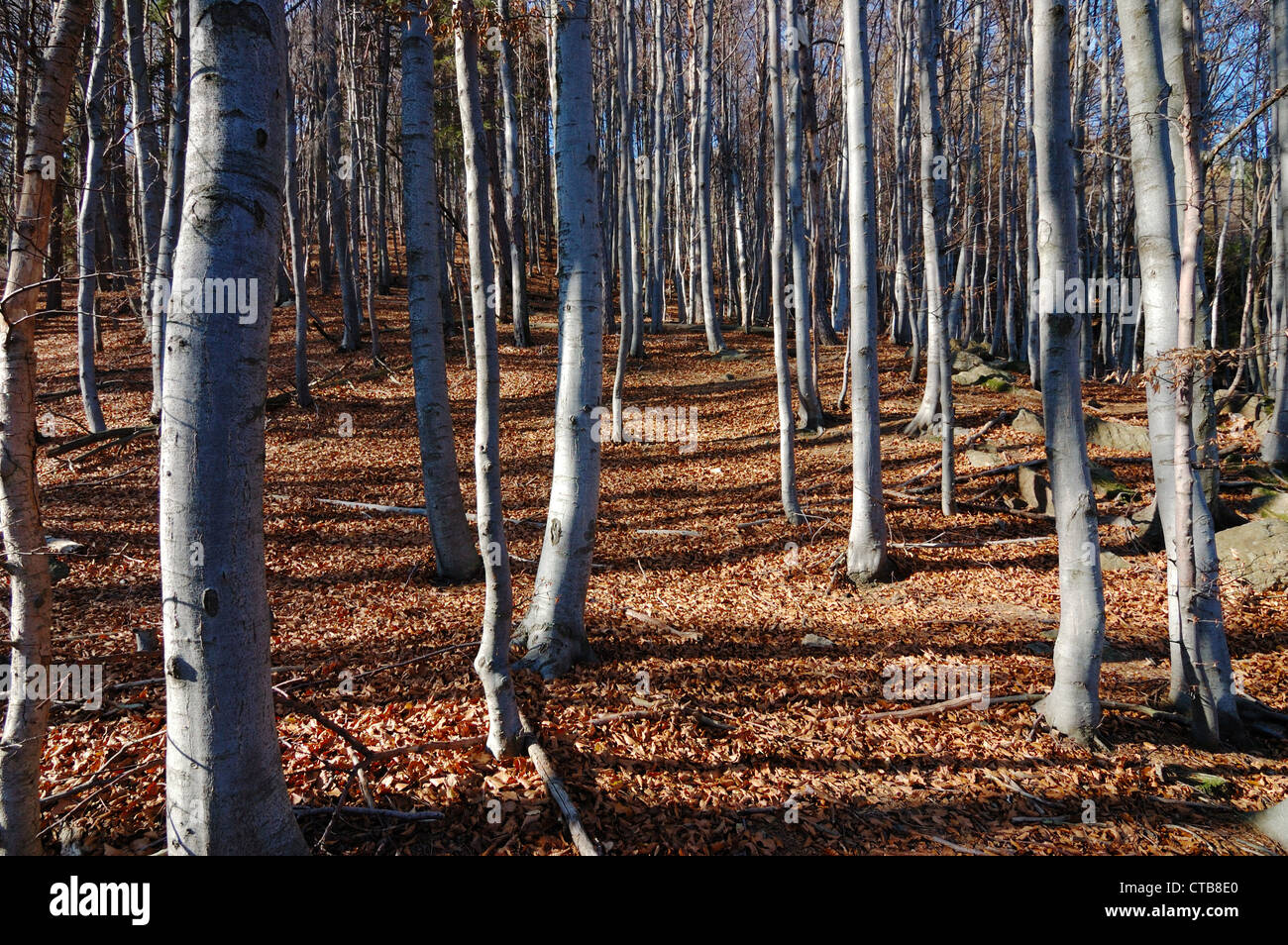 Mountain Beech woods during fall season; horizontal orientation Stock Photo - Alamy