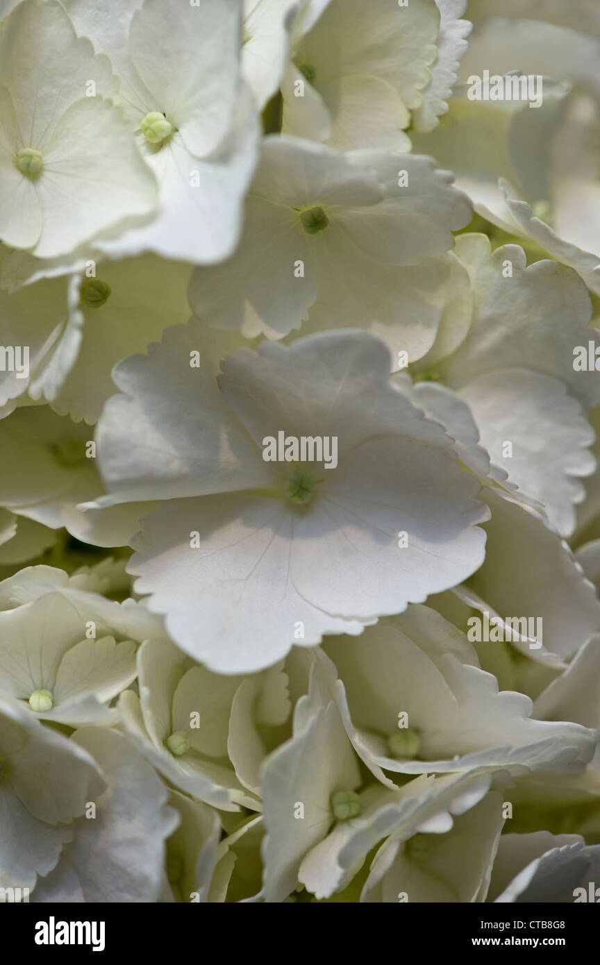 White Hydrangea flowers Stock Photo - Alamy