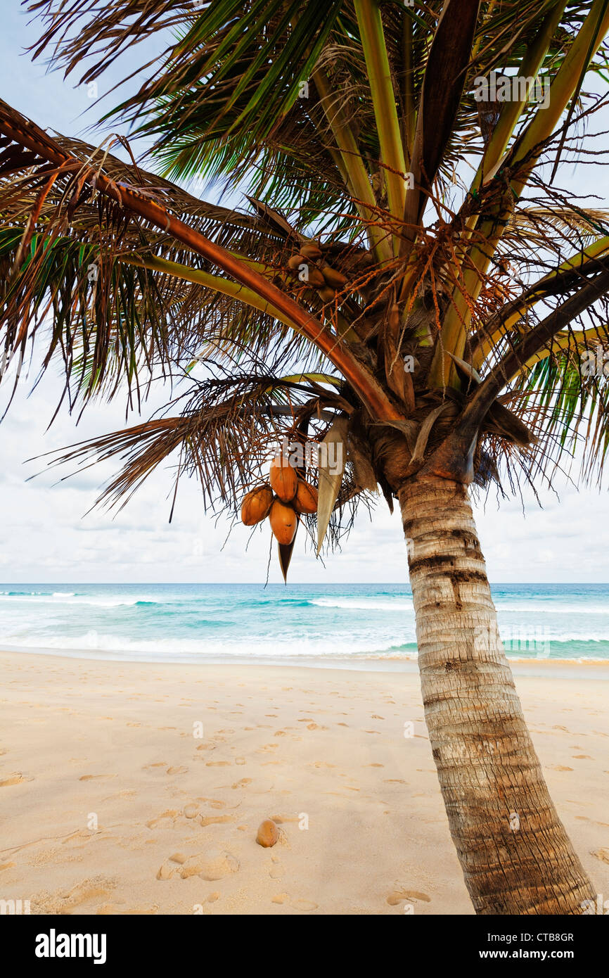 Palm tree on the beach. HDR processed Stock Photo - Alamy