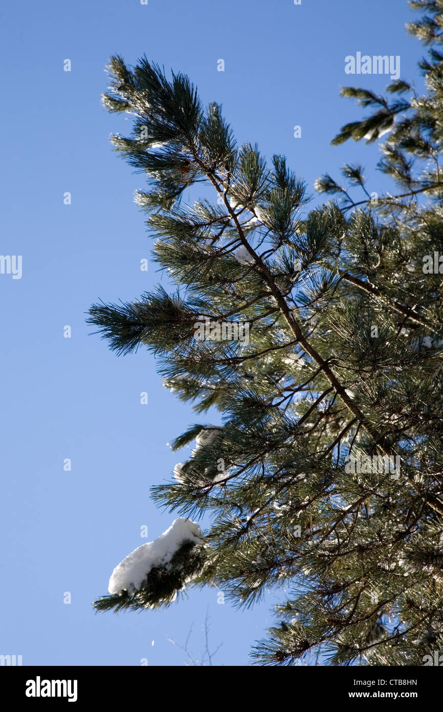 Pine tree, winter season Stock Photo - Alamy