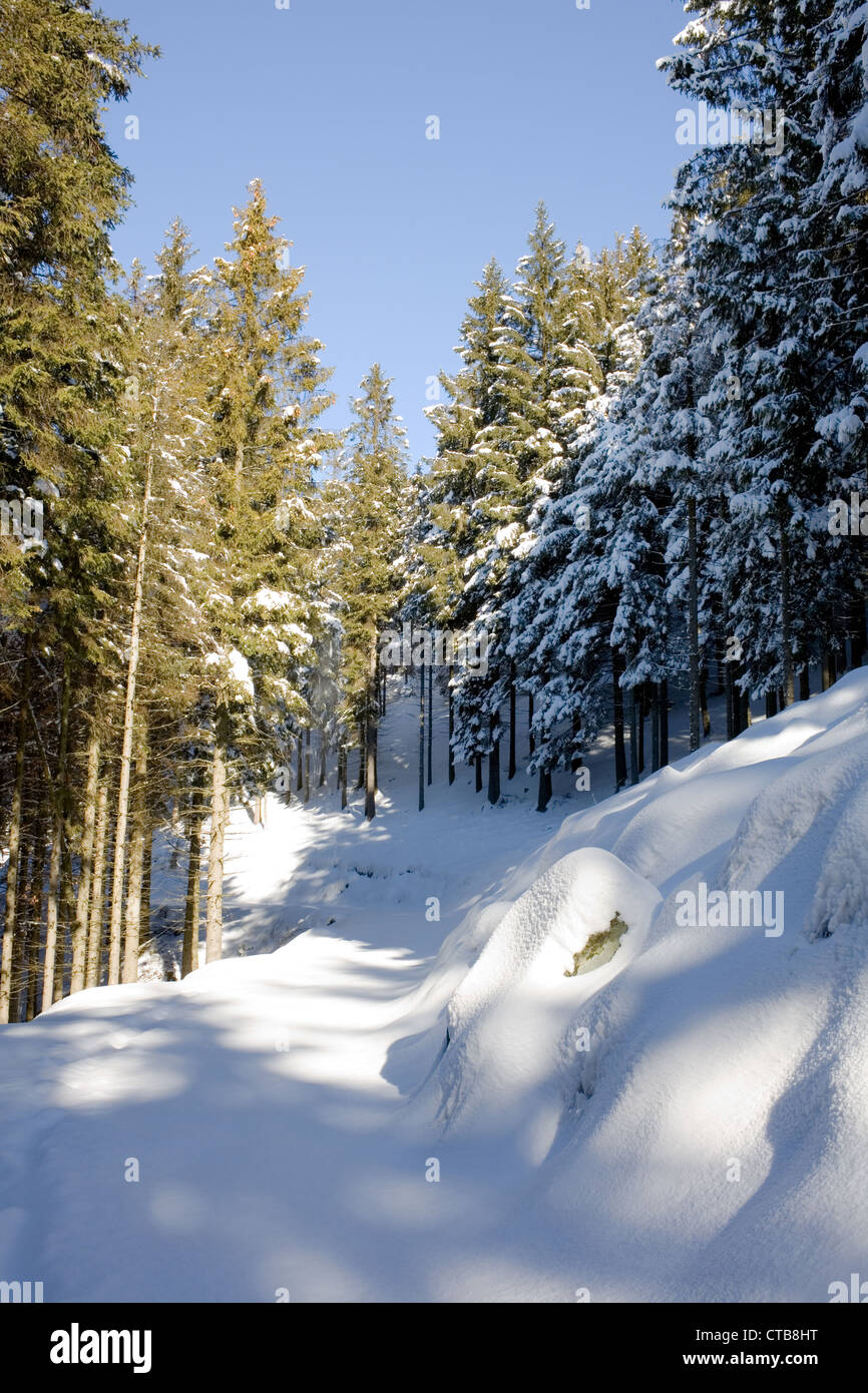 Pine trees, winter season Stock Photo - Alamy