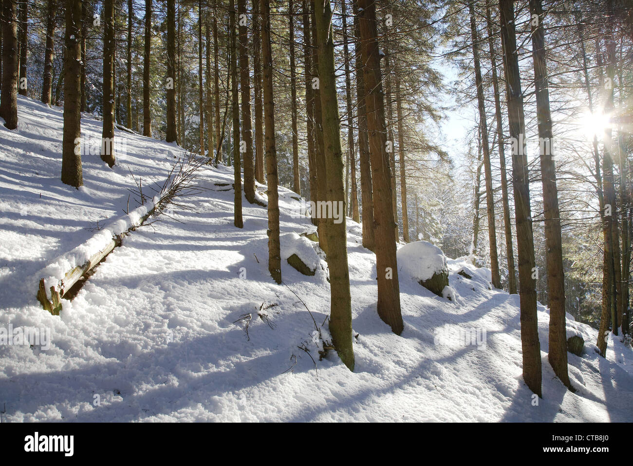 Pine trees, winter season Stock Photo - Alamy