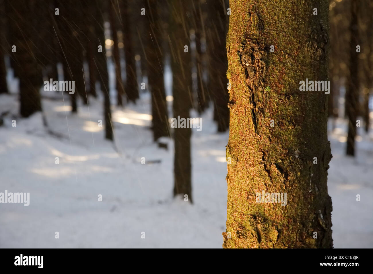 Pine trunk details, winter season, horizontal orientation Stock Photo ...