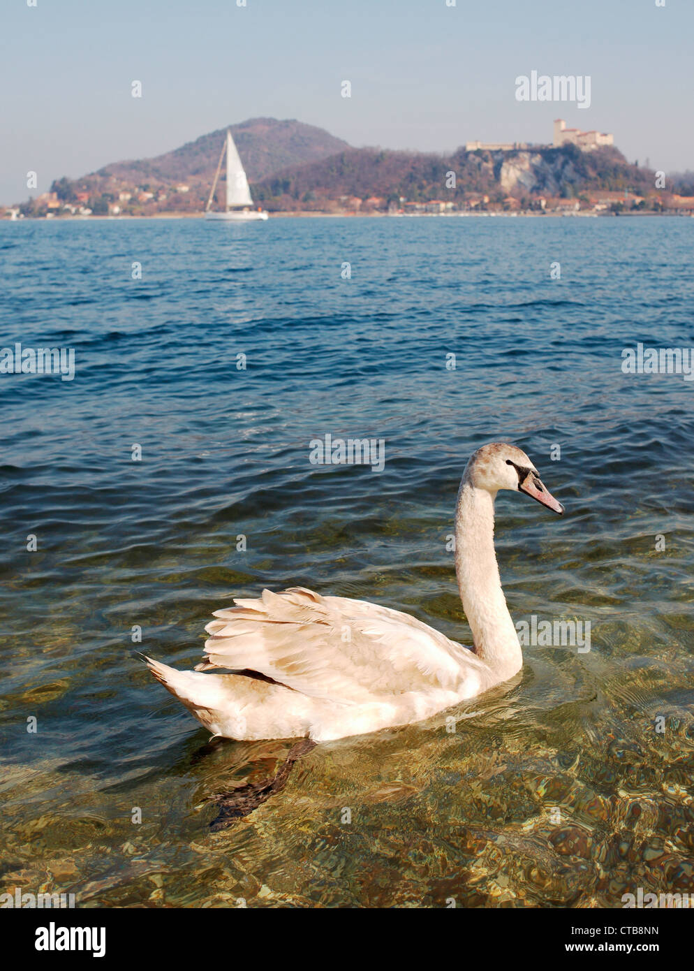 Dirty swan in the sea Stock Photo - Alamy
