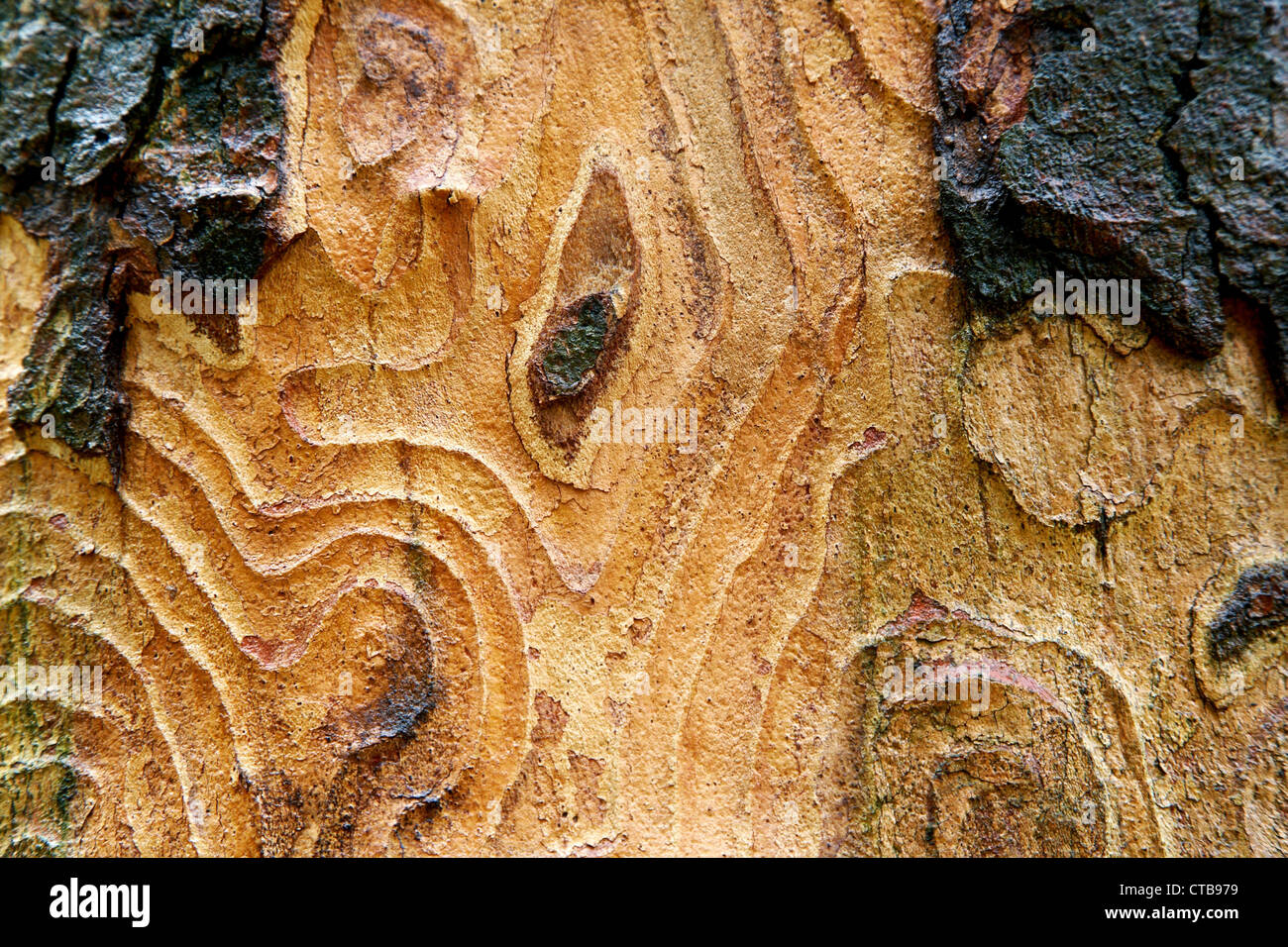 Bark texture useful as background Stock Photo - Alamy