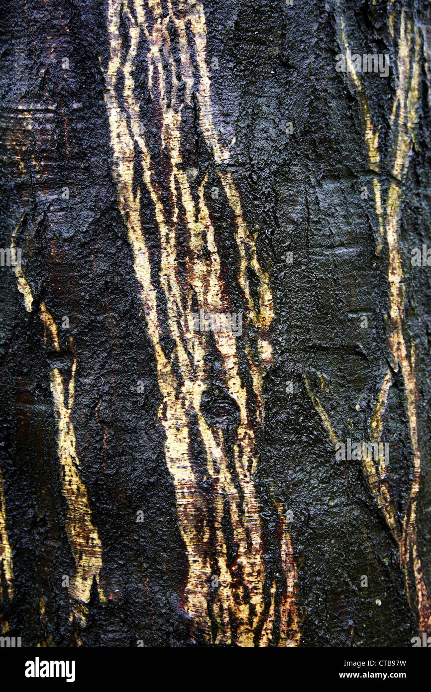 Dark bark texture useful as background Stock Photo - Alamy