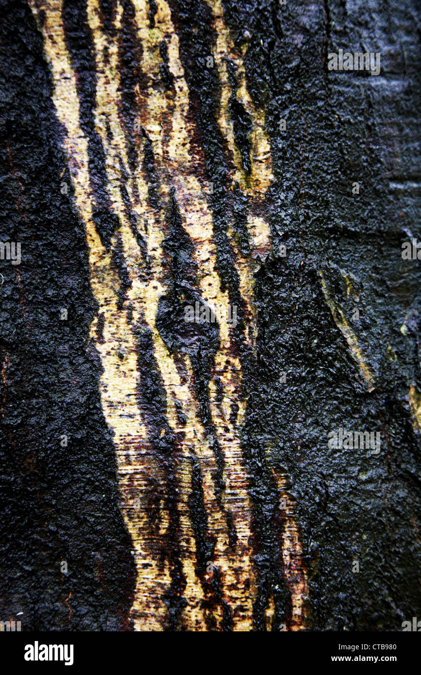 Dark bark texture useful as background Stock Photo - Alamy