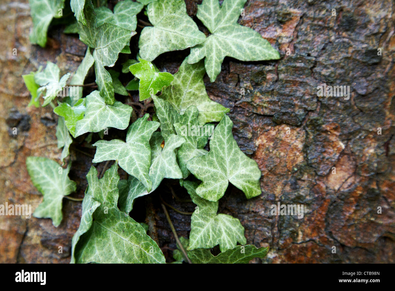 Dark ivy hi-res stock photography and images - Alamy