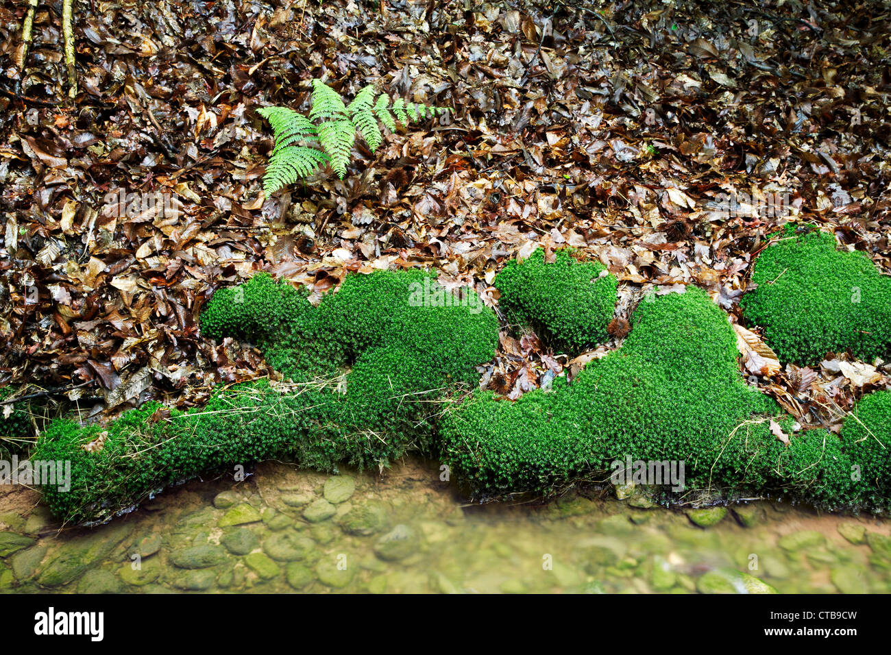 Musk fern hi-res stock photography and images - Alamy