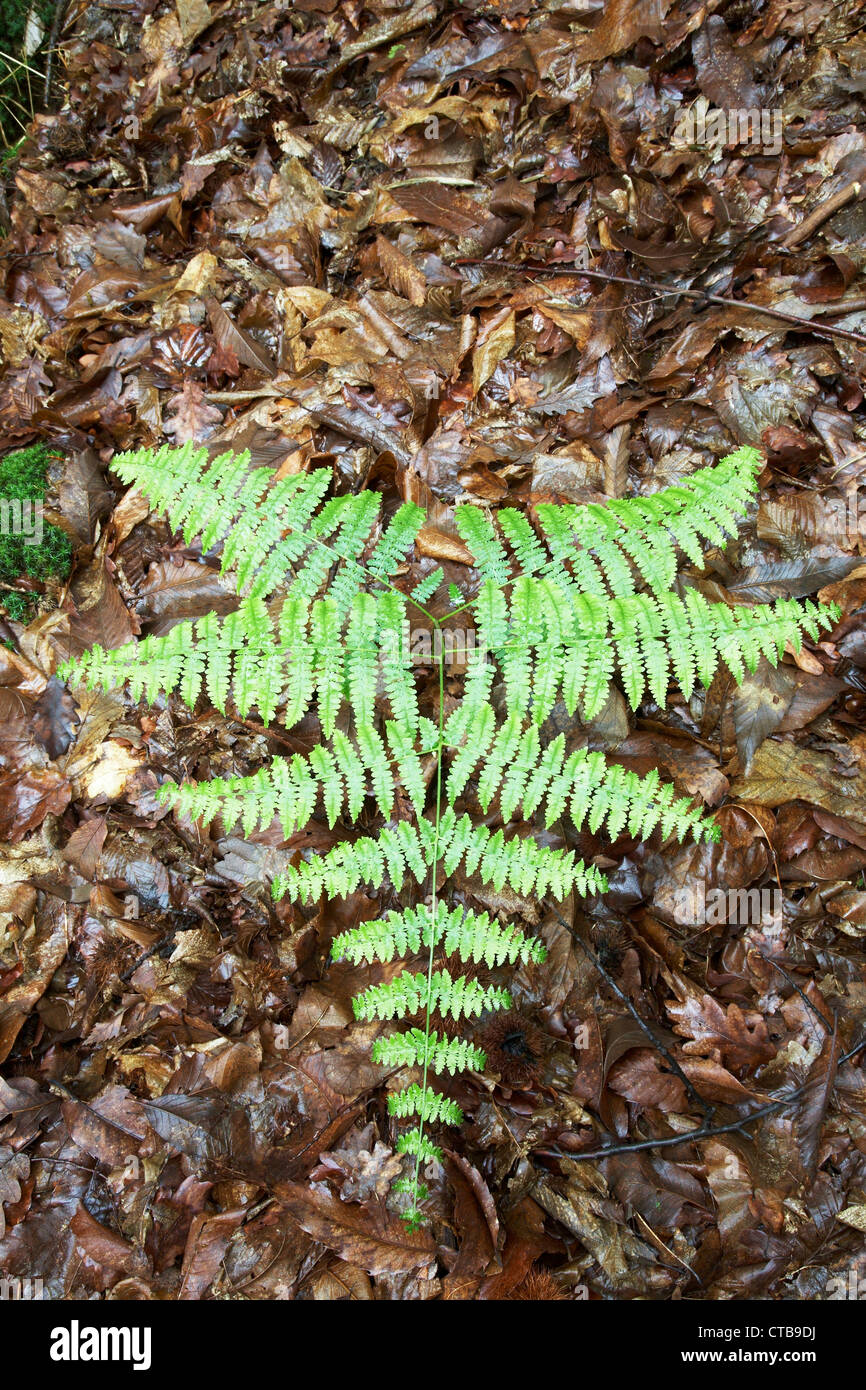 Bed of fern leaves hi-res stock photography and images - Alamy