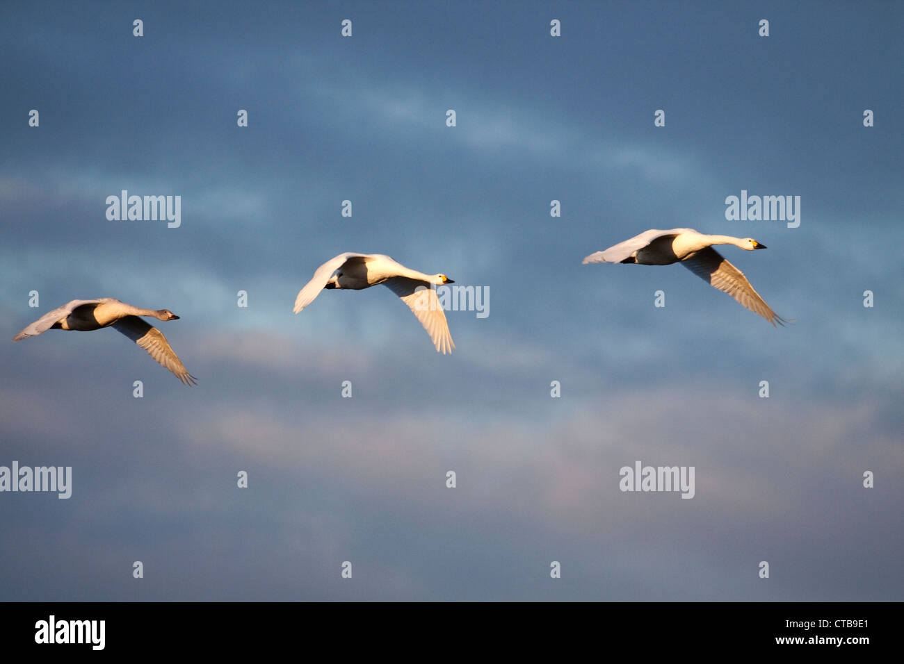 Berwick's swan britain hi-res stock photography and images - Alamy