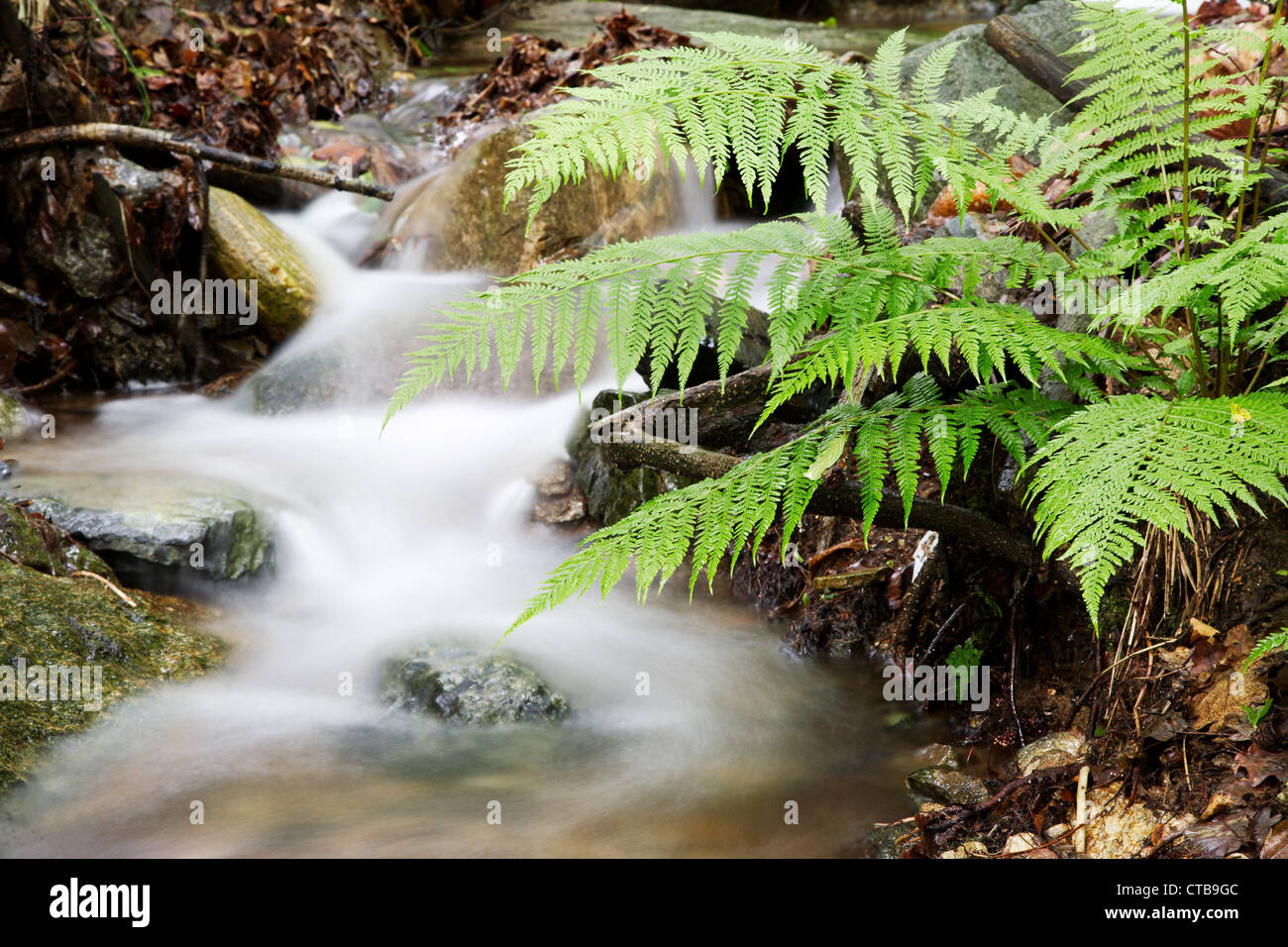 Fern plants and small waterfall on a creek in the woods; italian alps ...