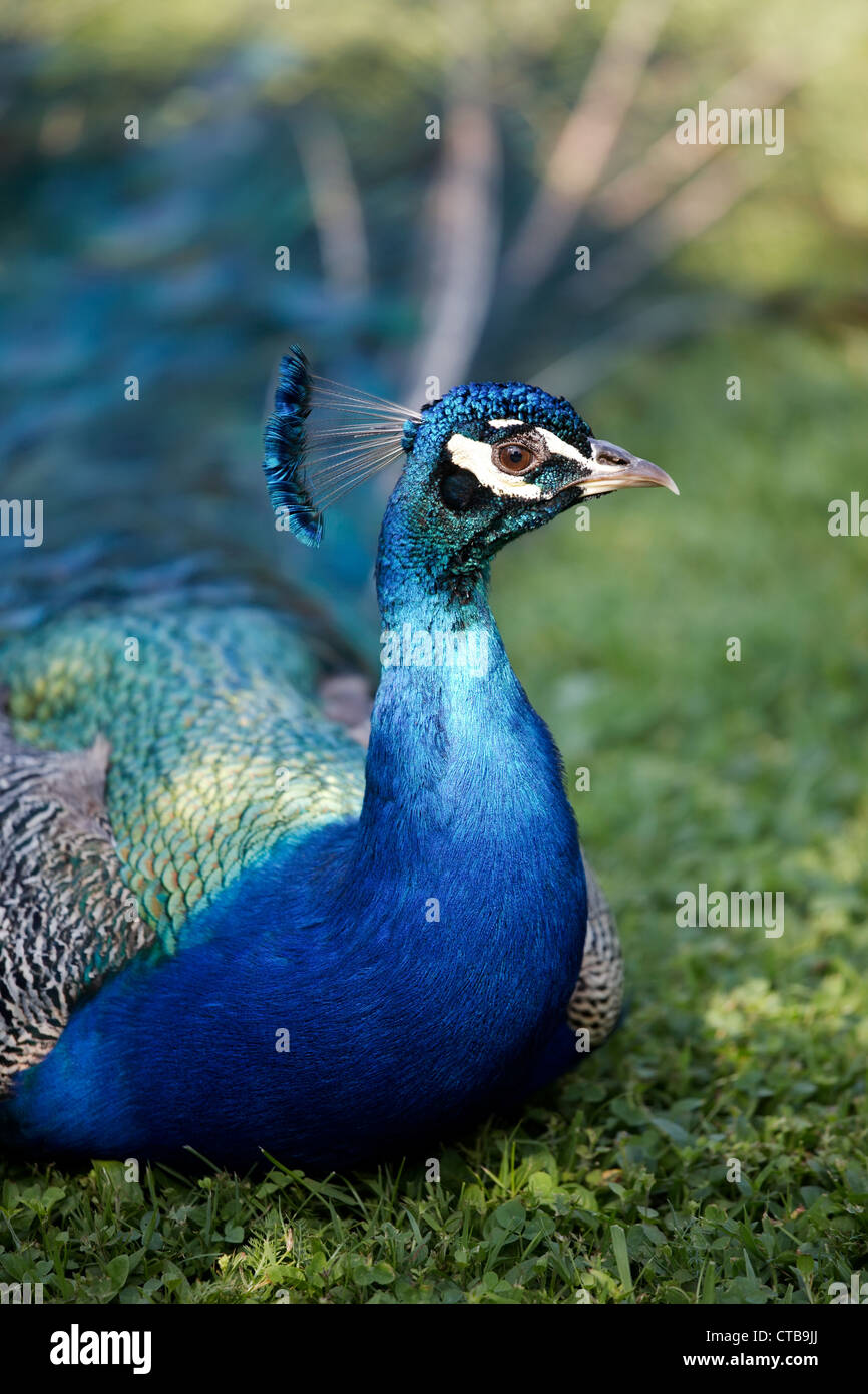 Male of Indian Peafowl, Pavo cristatus, also known as the Common ...
