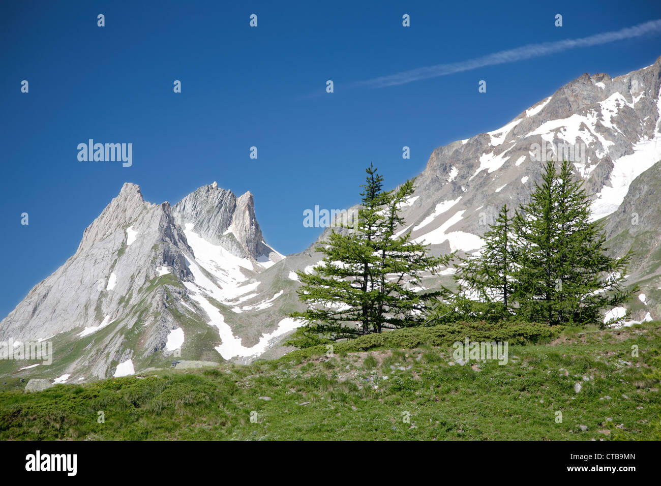 Pine trees and snowed mountain peaks in Mont Blanc massif, France Stock ...