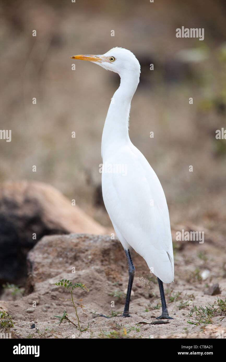 Wild cattle egret hi-res stock photography and images - Alamy