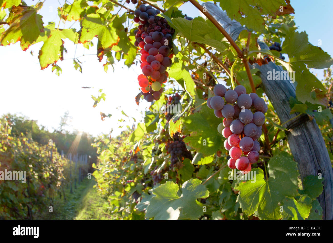 Close view of red grapes (Nebbiolo grape varieties), Piedmont hills ...