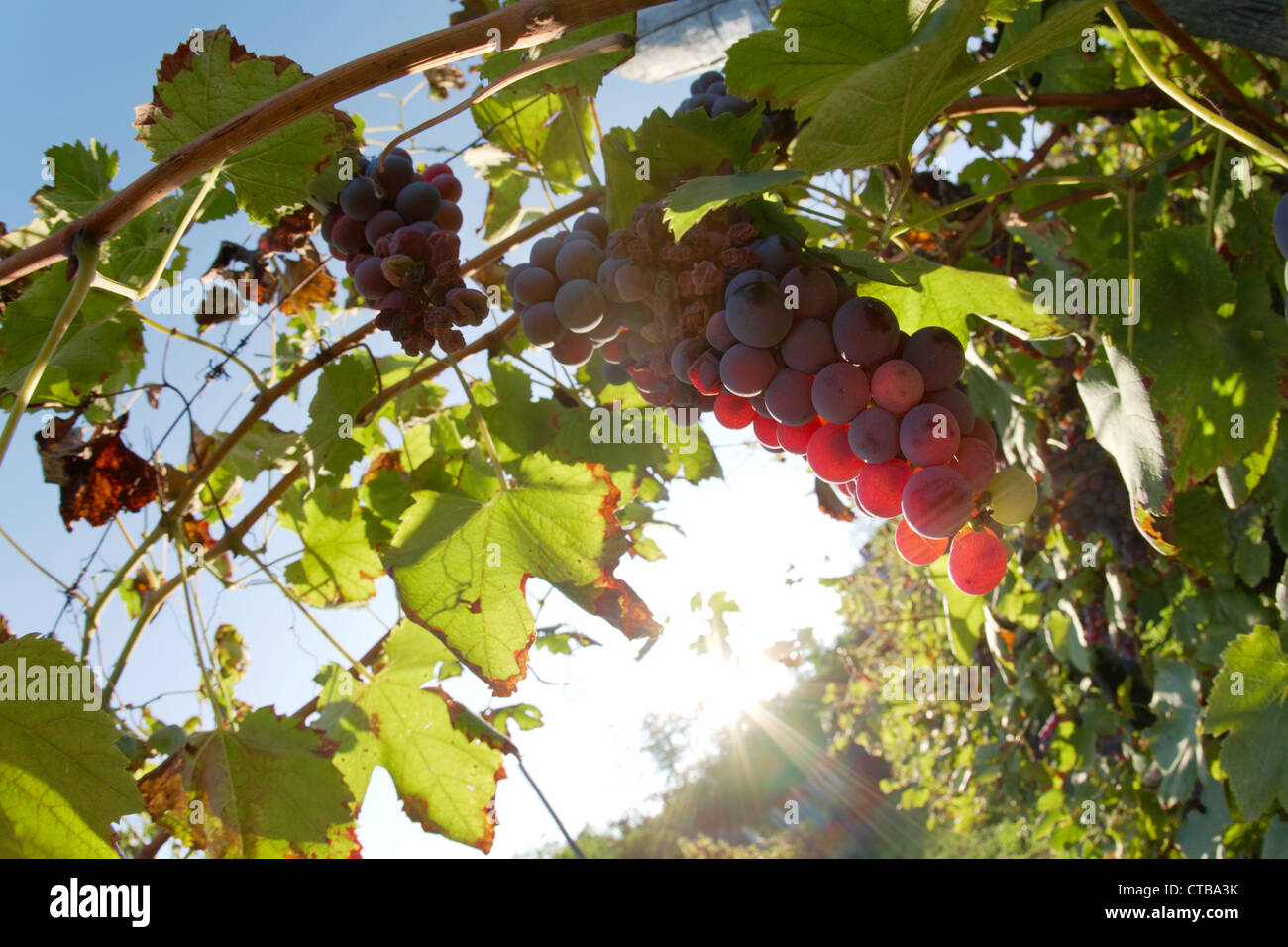 Close view of red grapes (Nebbiolo grape varieties), Piedmont hills ...