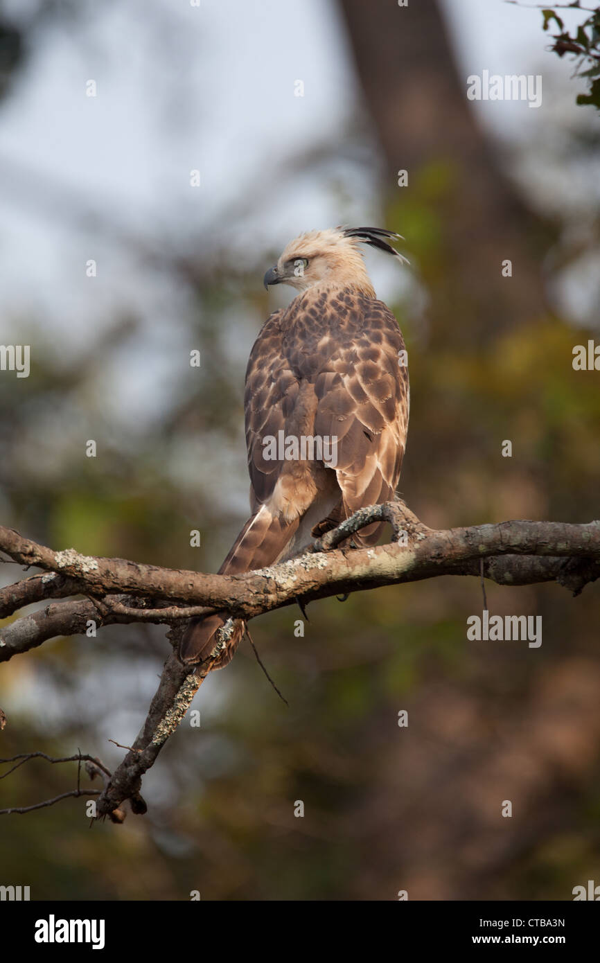 Crested hawk eagle india hi-res stock photography and images - Alamy