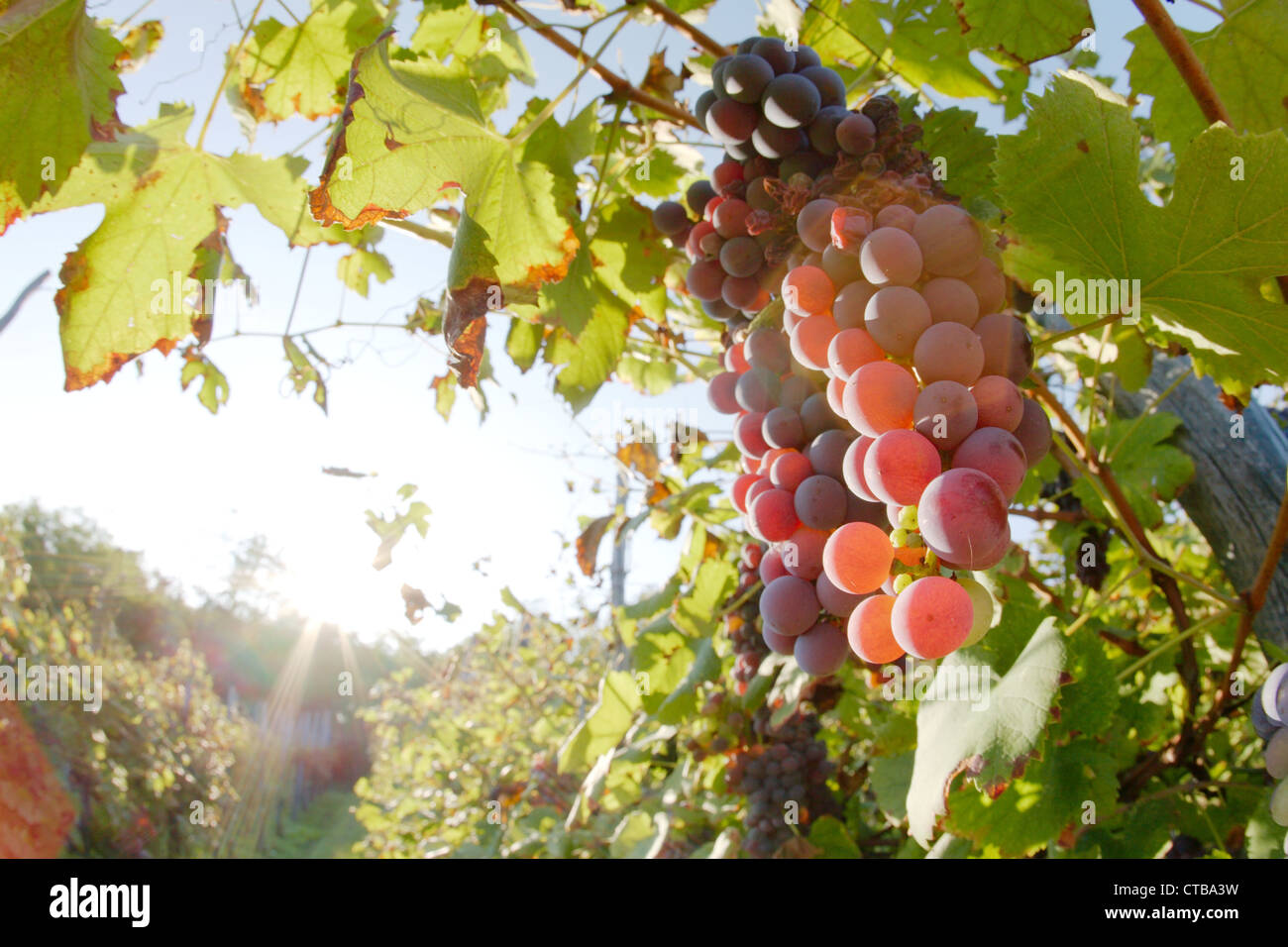 Close view of red grapes (Nebbiolo grape varieties), Piedmont hills ...