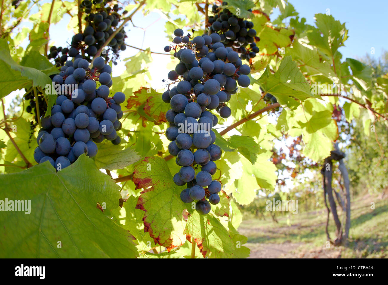 Close view of red grapes (Nebbiolo grape varieties), Piedmont hills ...