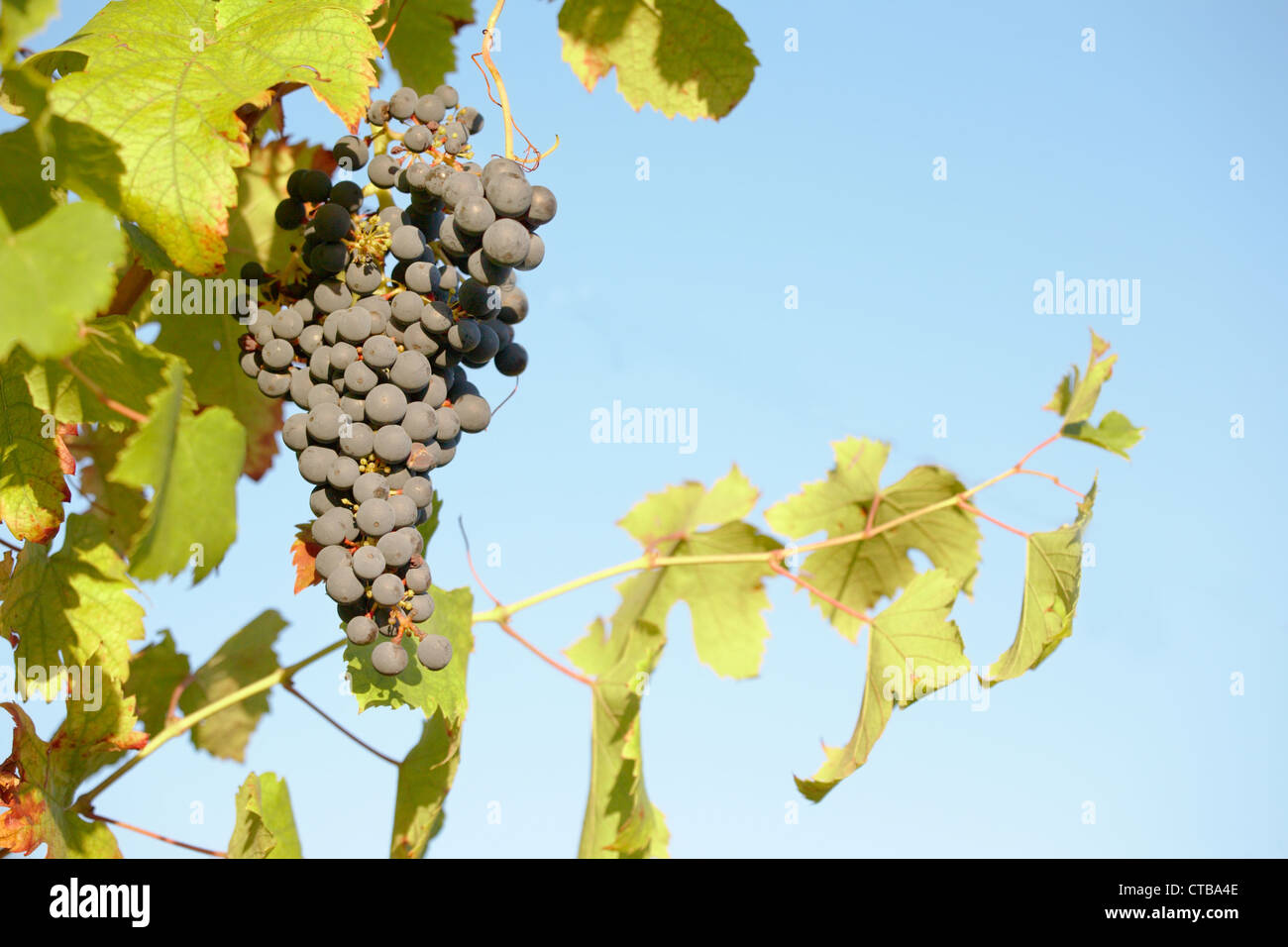 Close view of a red grape (Nebbiolo grape varieties), Piedmont hills ...
