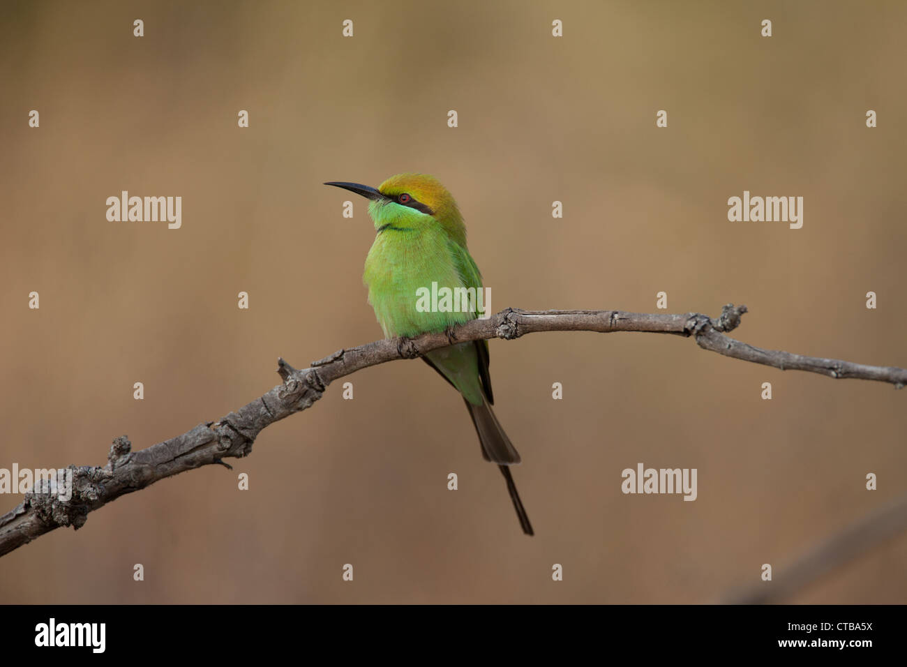 Green bee-eater bird in india Stock Photo - Alamy