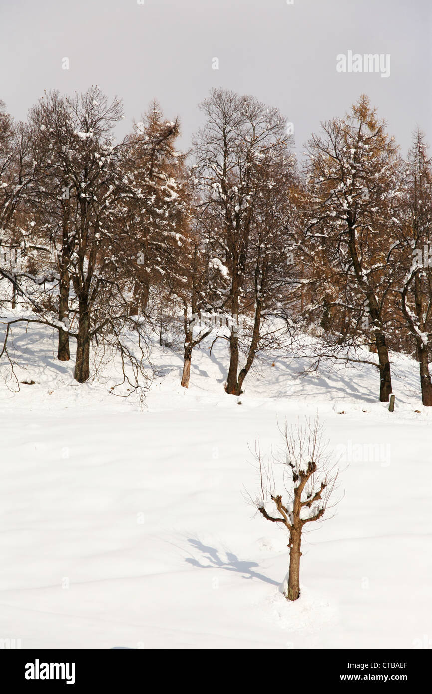 An isolated tree in a snowy clearing, winter season , italian alps ...