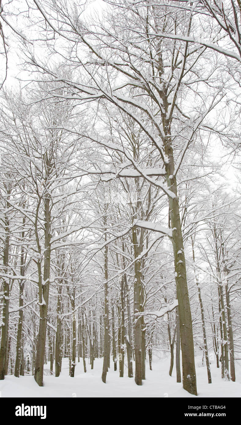 Snowy woods of beech trees, winter season, vertical frame Stock Photo ...